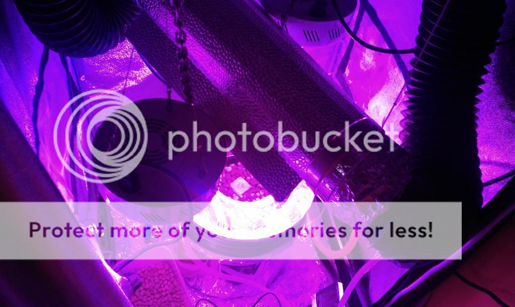 Dutch Passion - Auto White Widow - Second time DWC | The Autoflower Network