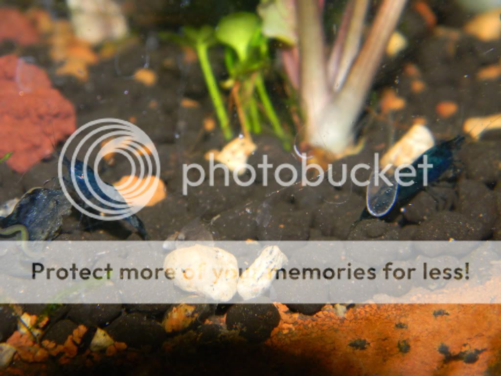 look at my really blue neo shrimps | The Planted Tank Forum